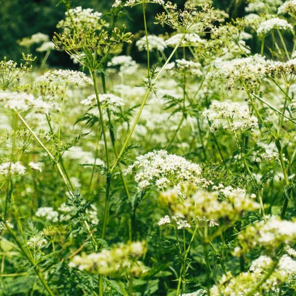 Yarrow: The Versatile Herb for Digestion, Wound Healing, and More in ...